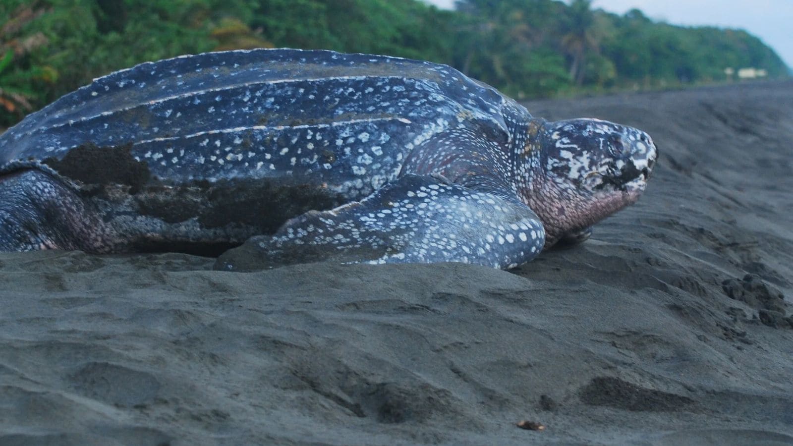 The Largest And One Of The Oldest Sea Turtles On Earth Are…