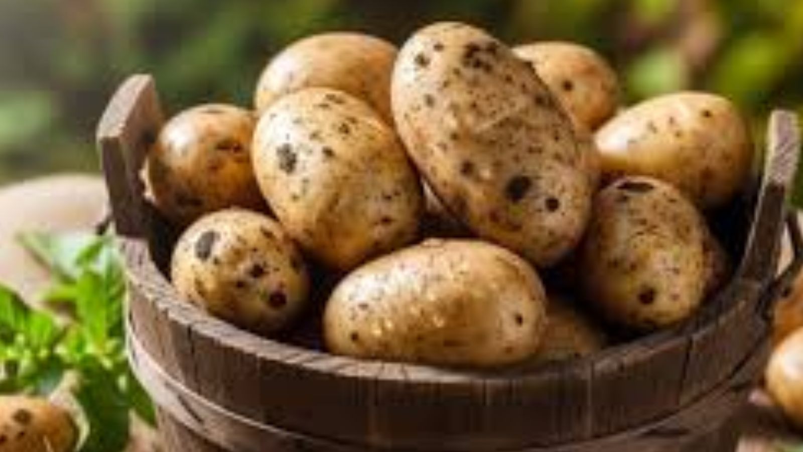 Just 8 Minutes & THIS Simple Vegetable Could Power Your Home For A ...