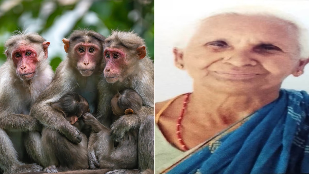 Andhra Village Gripped By Fear: Monkey Attack Kills Woman Amid Growing ...