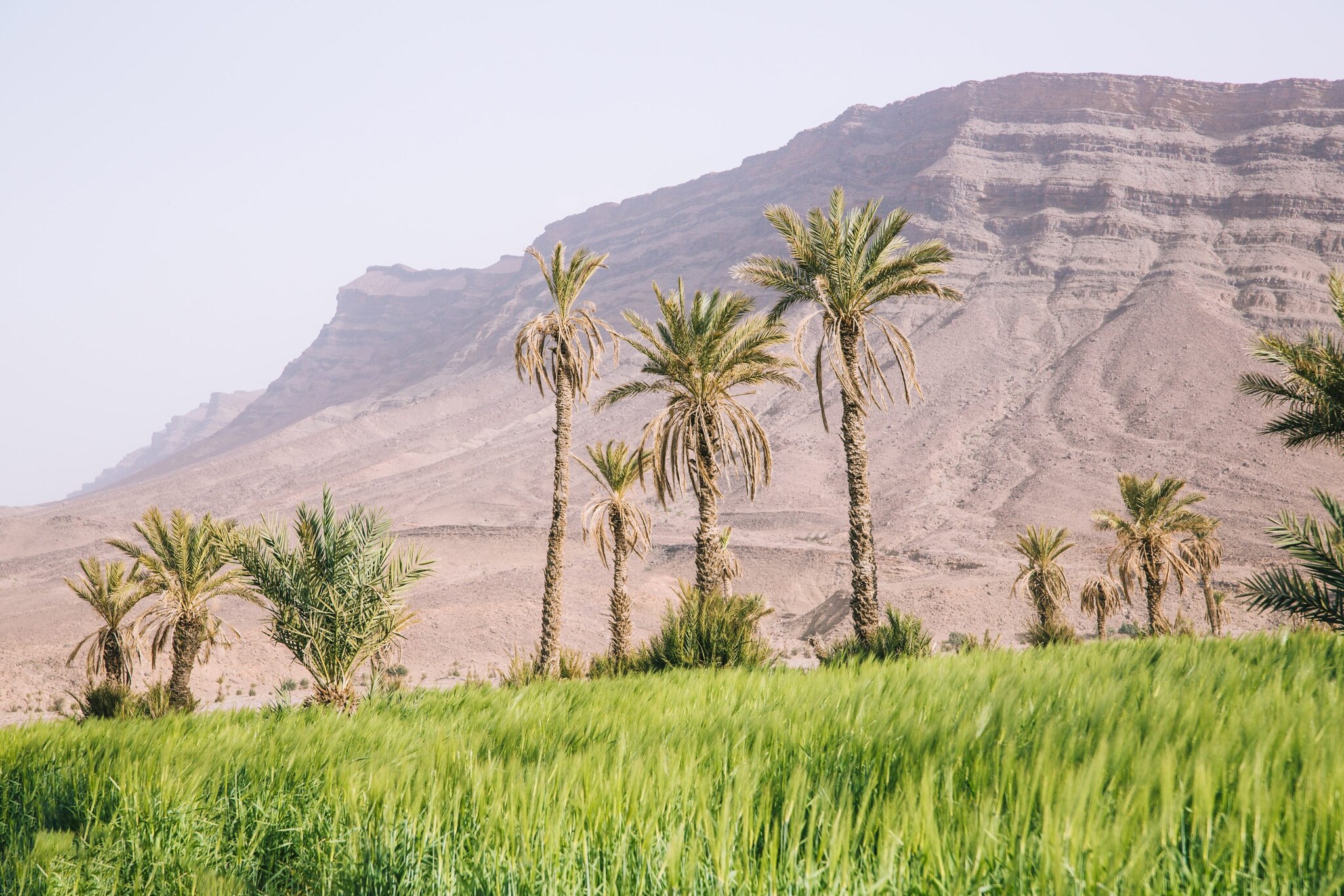 Date Palm Cultivation: A Profitable Venture for Indian Farmers