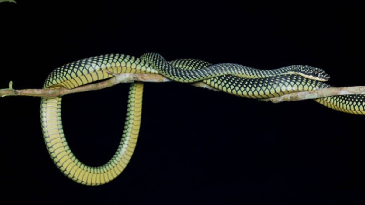 The ‘Flying Cobra’ Myth: What You Should Know About The World Of Ornate ...