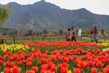 Tulip News: Latest Tulip News and Updates at News18