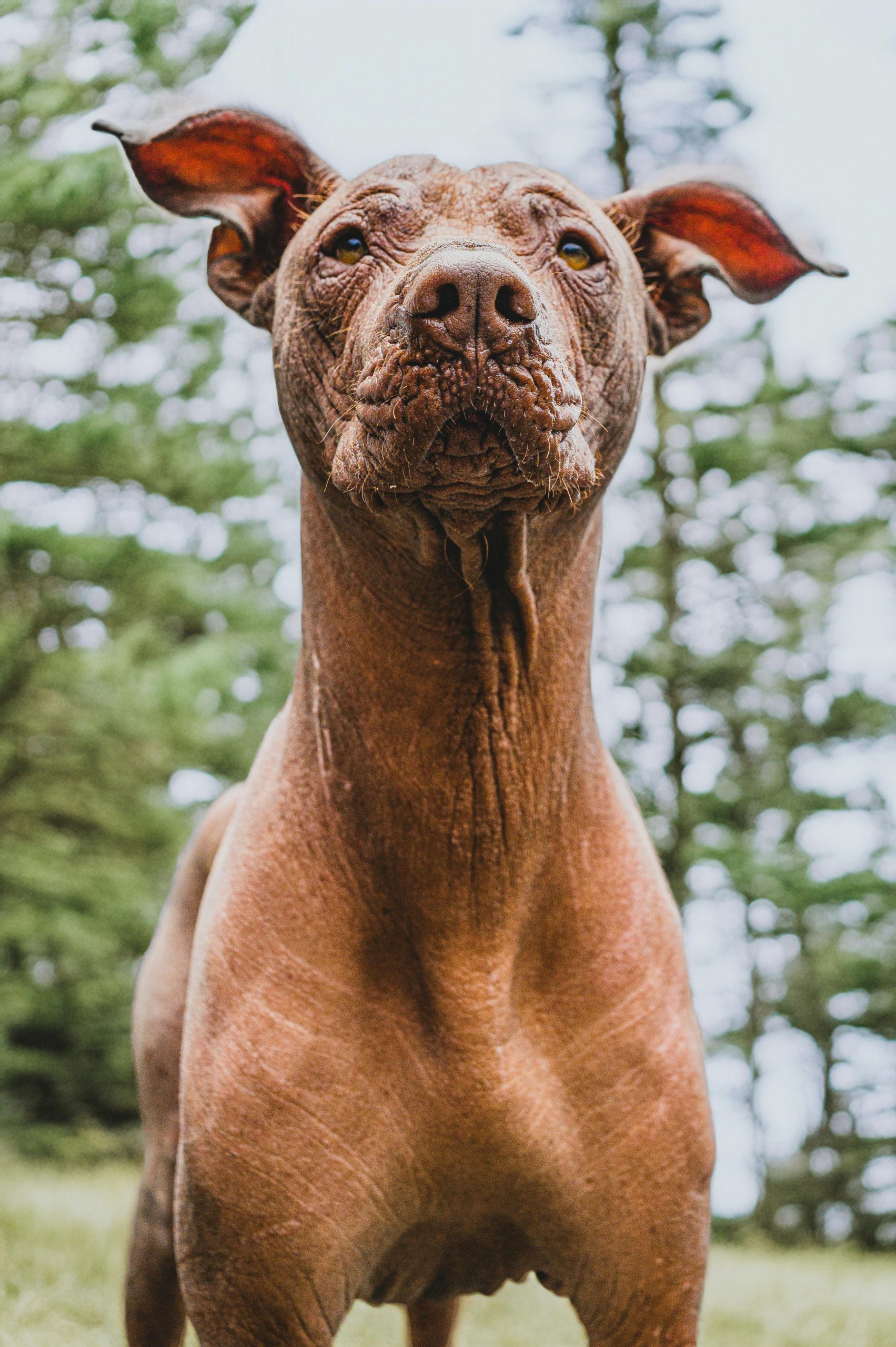 10 Weirdest Dog Breeds With Unusual Looks