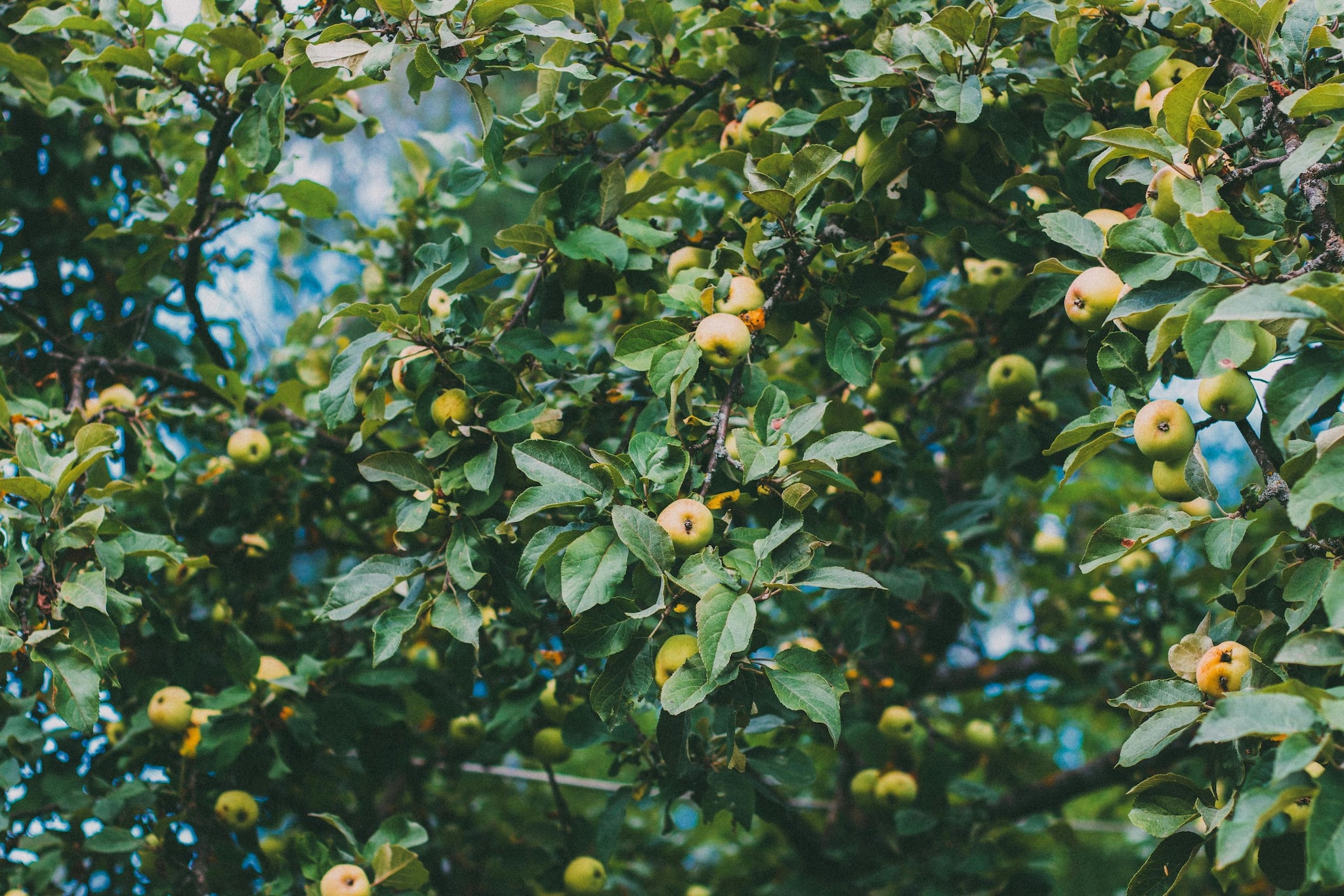 GK: Which City Is Known As The Apple Capital Of India?