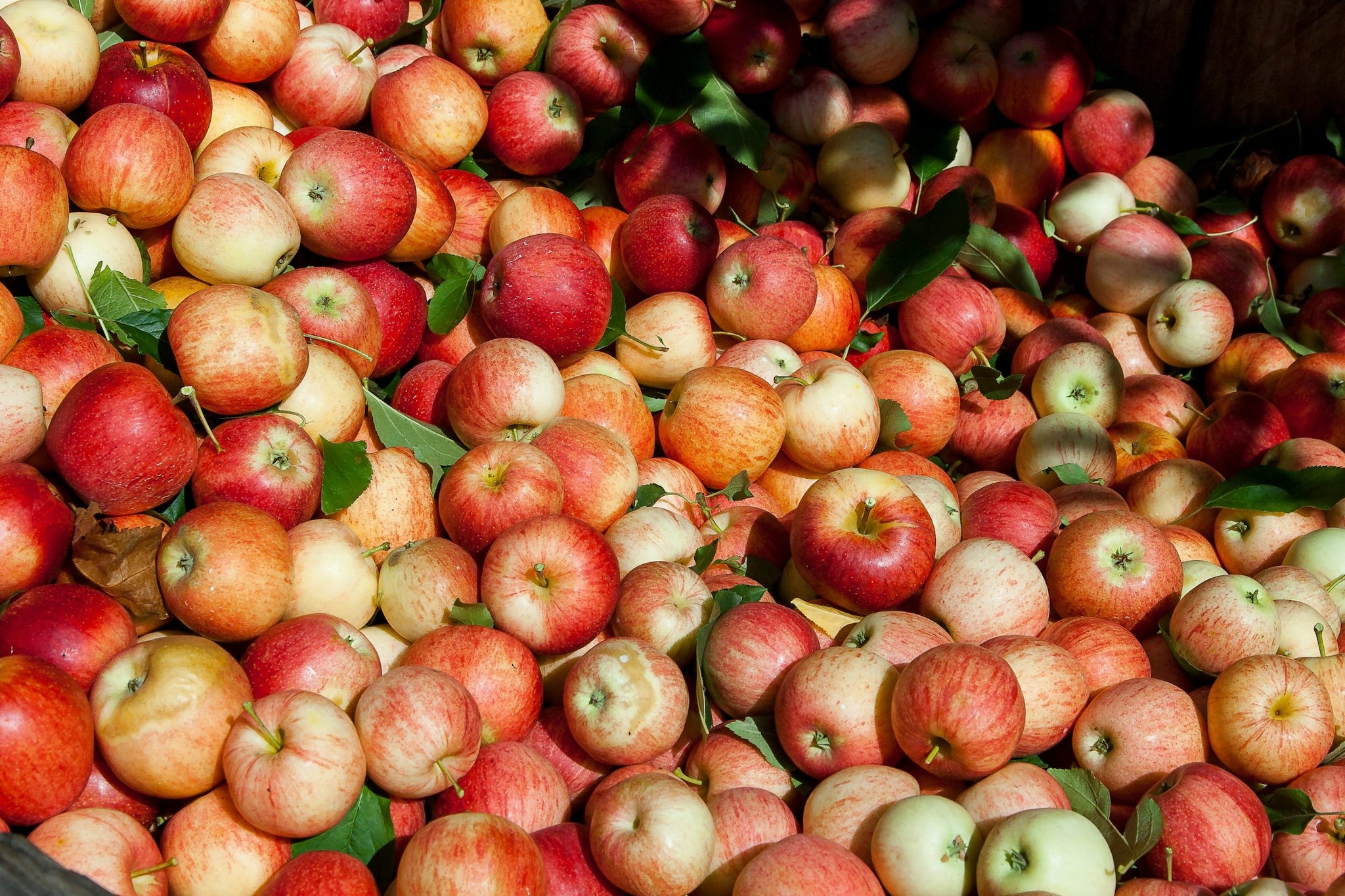 GK: Which City Is Known As The Apple Capital Of India?