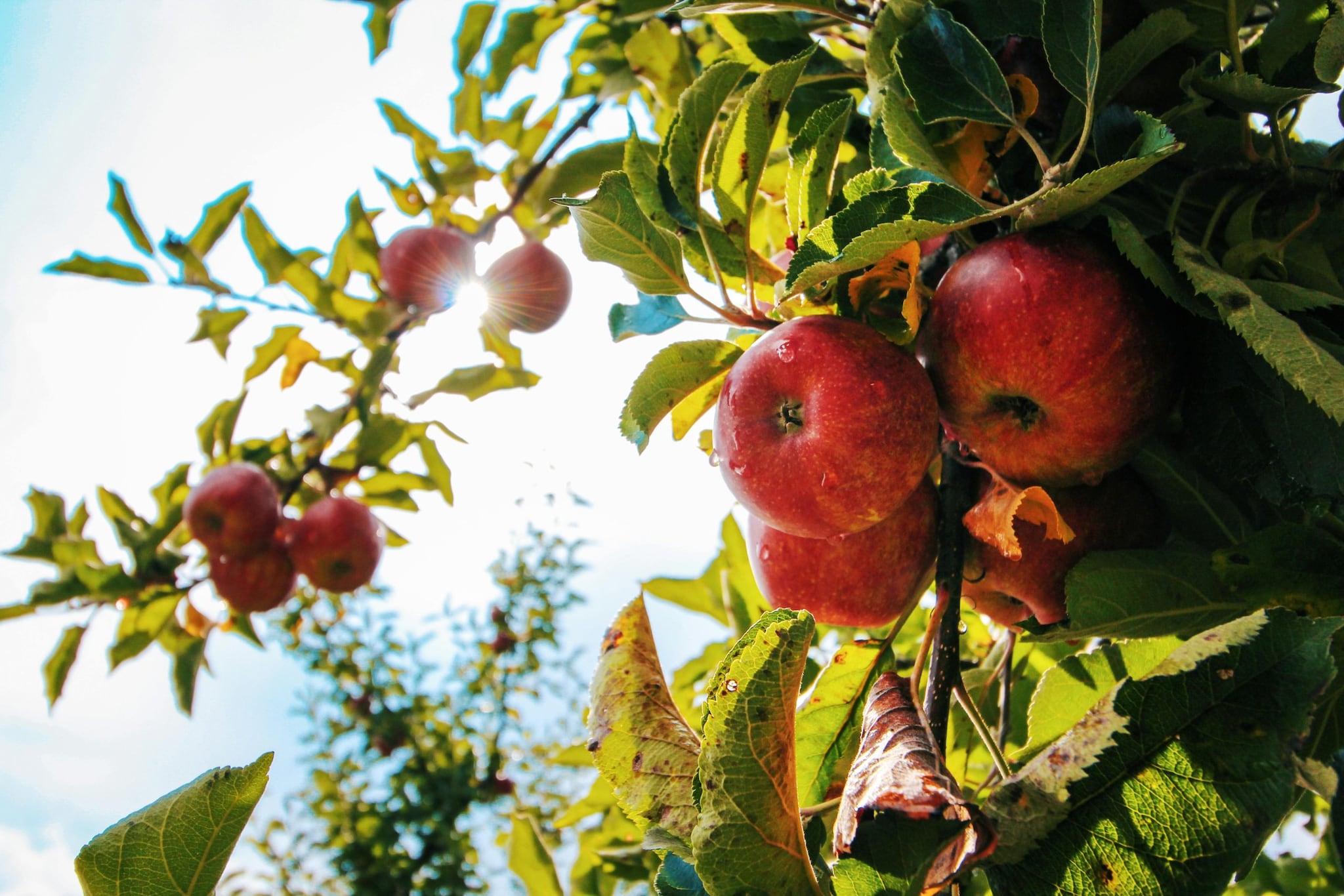 GK: Which City Is Known As The Apple Capital Of India?