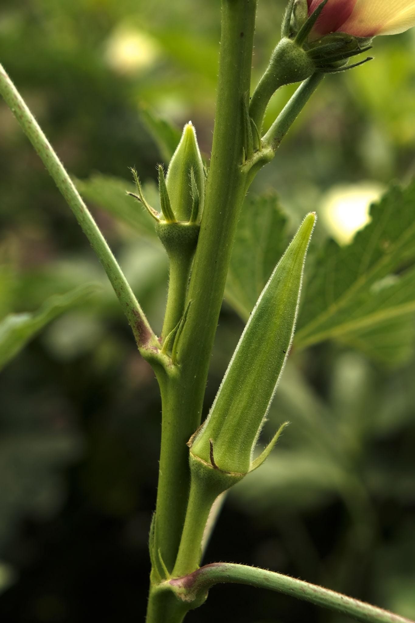 This Country Produces The Most Okra In The World; The Answer Might ...