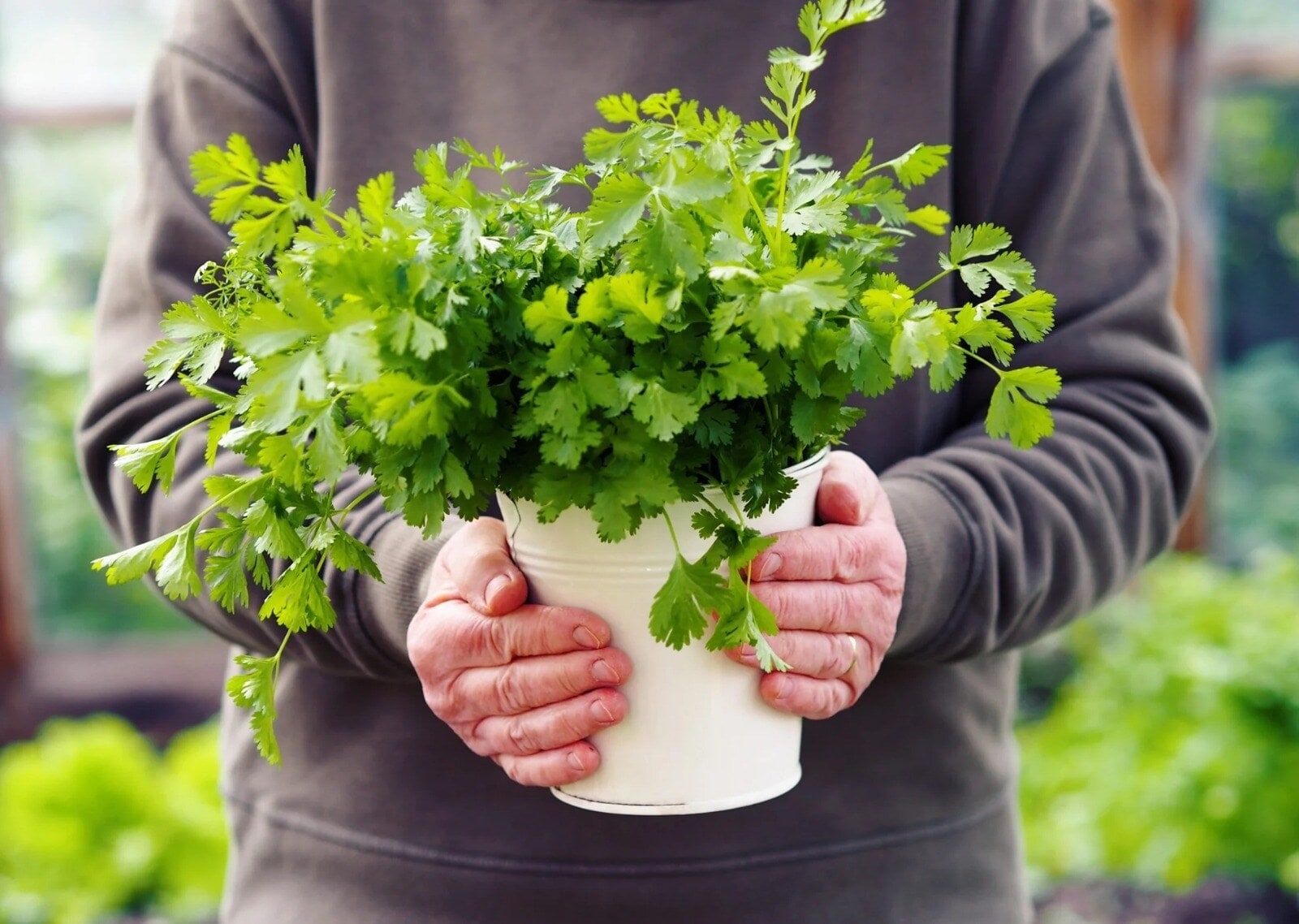 Gardening Tips: Step-By-Step Guide To Growing Fresh Coriander At Home ...