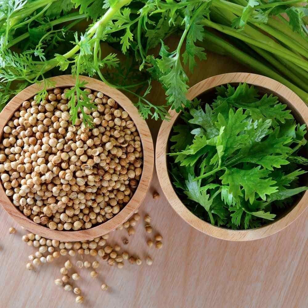 Gardening Tips: Step-By-Step Guide To Growing Fresh Coriander At Home ...