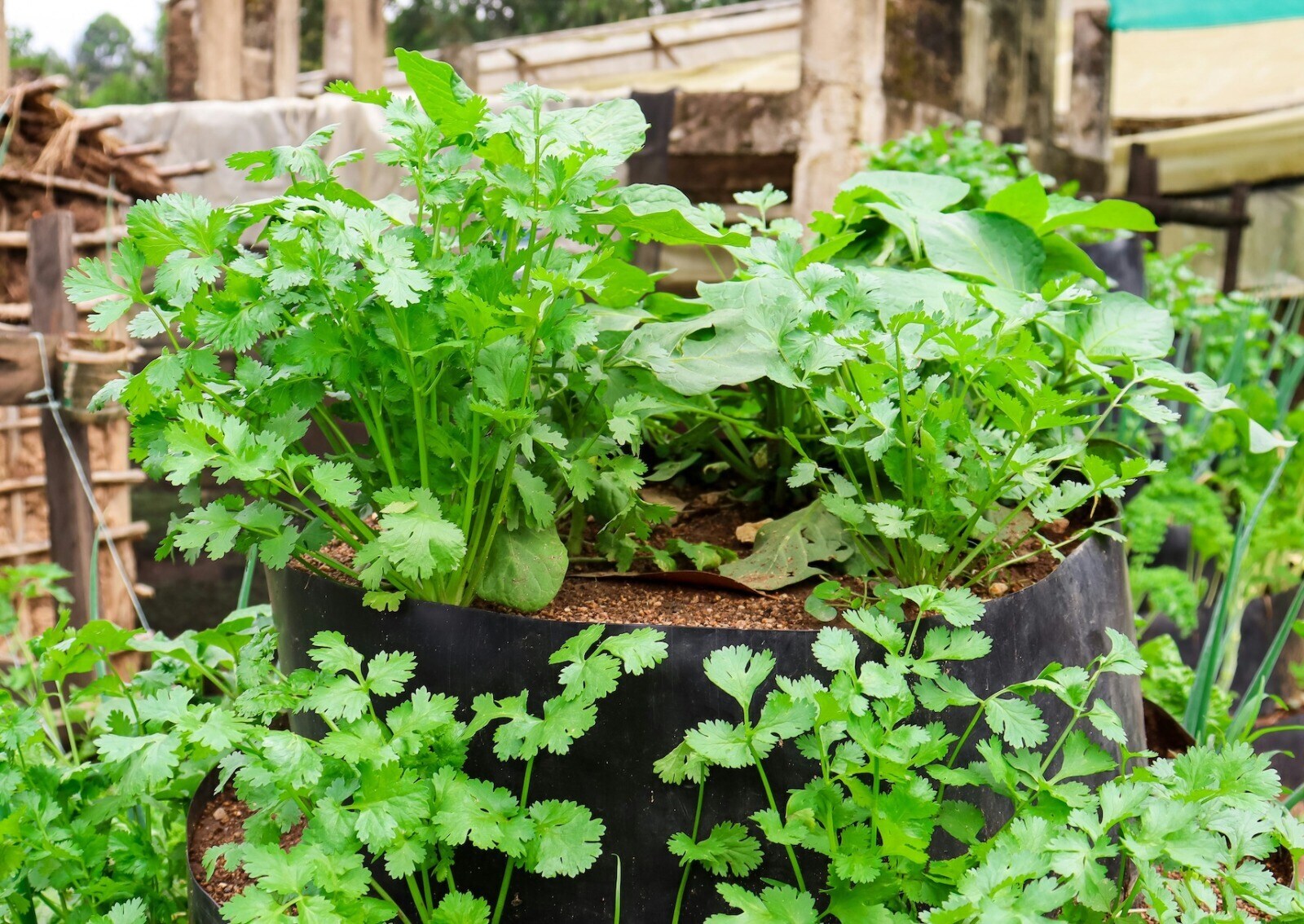 Gardening Tips: Step-By-Step Guide To Growing Fresh Coriander At Home ...