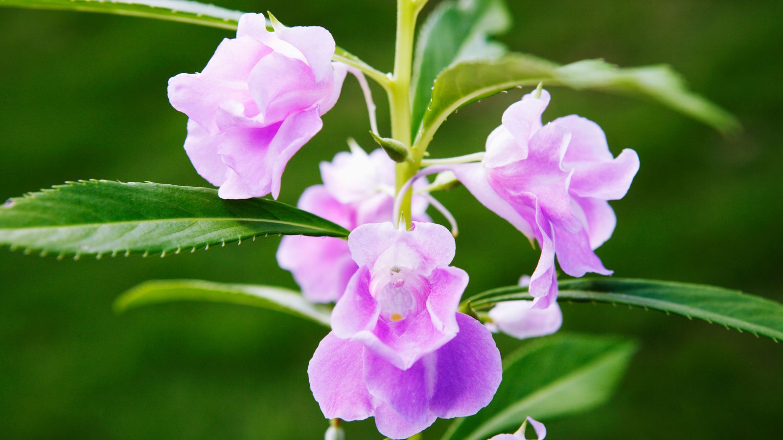 Want Your Balcony Garden To Stay Colourful This Summer? These 10 Heat ...