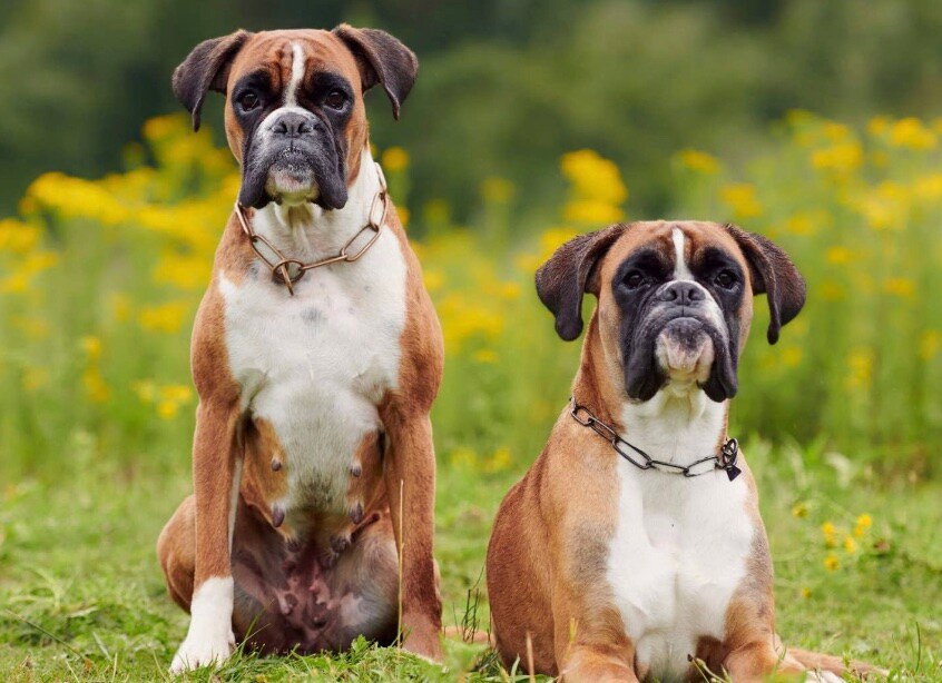 8 Gentle Dog Breeds That Get Along With Cats