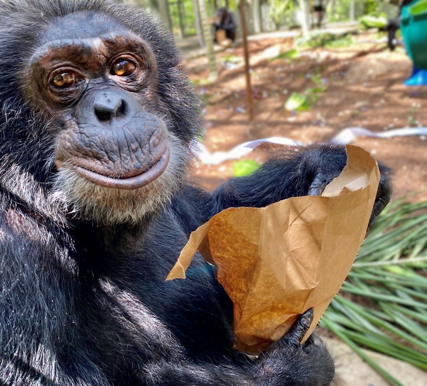 Michael Jackson’s Pet Chimp Bubbles Appears In Michael, But Where Is He ...