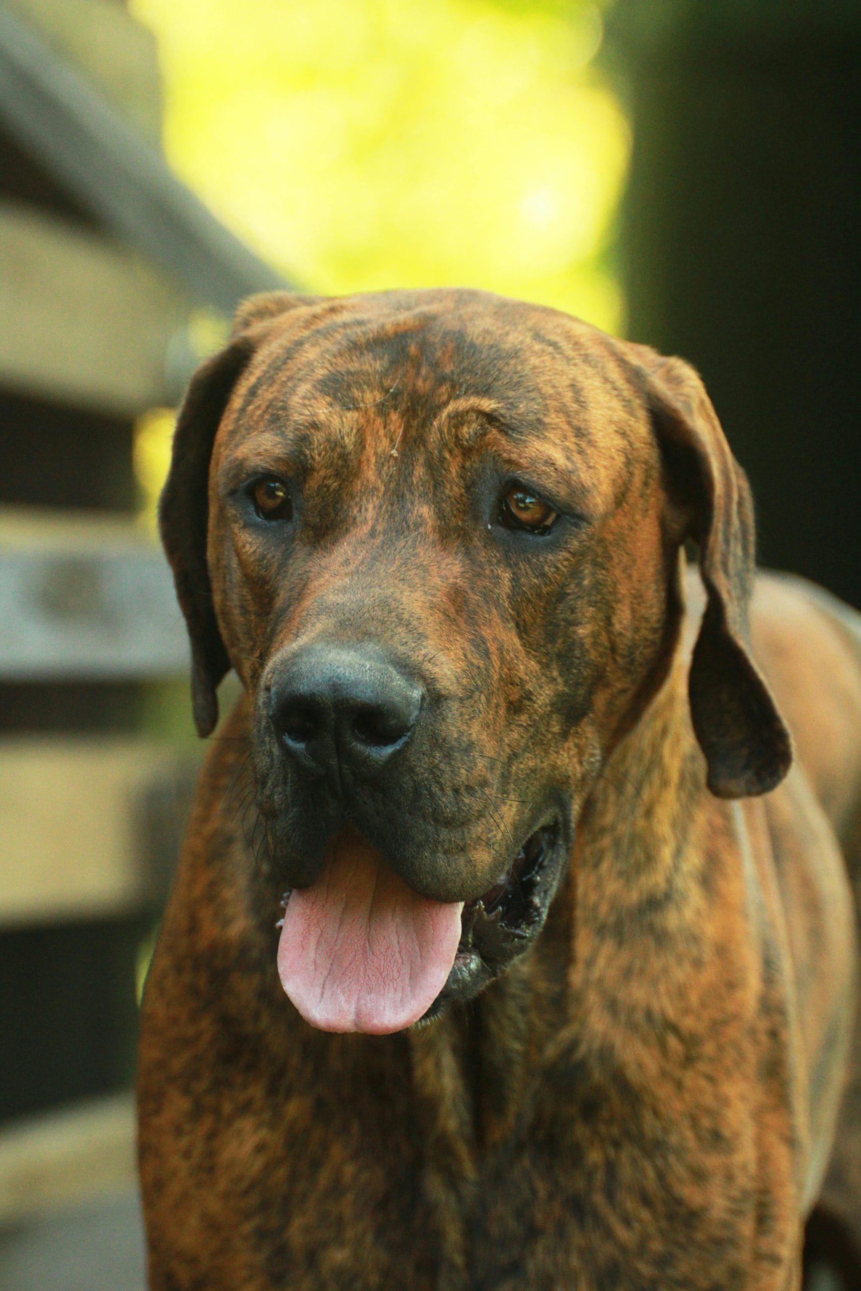 Do You Know These Dog Breeds Are Banned In India?