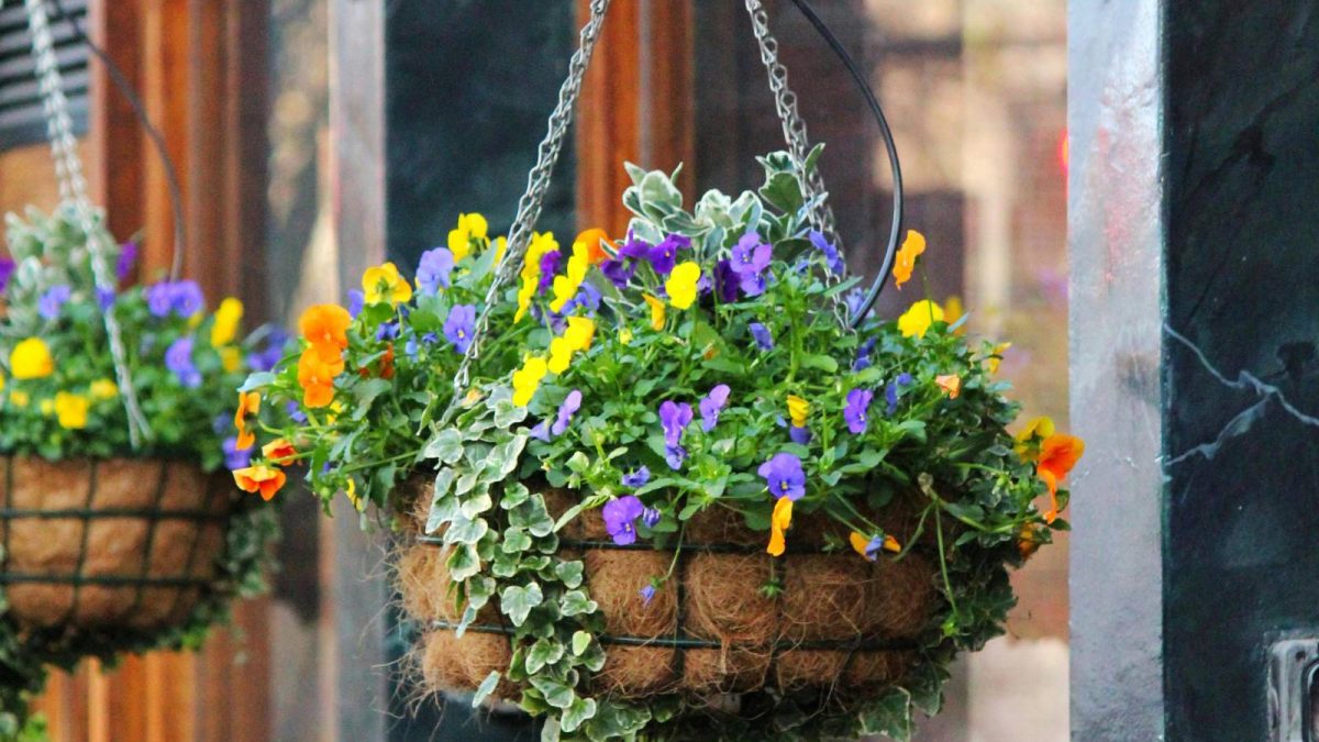 How to Plant the Perfect Hanging Basket for Balcony or Garden