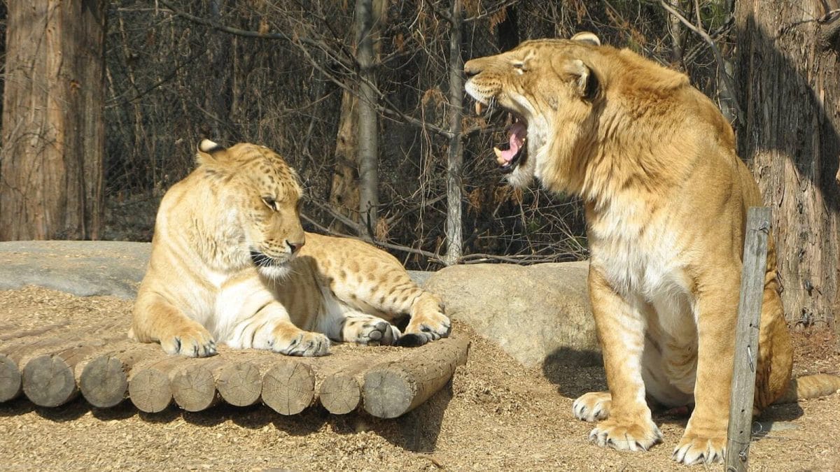 From Liger To Beefalo: Human-Created Animals You Won’t Believe Are Real