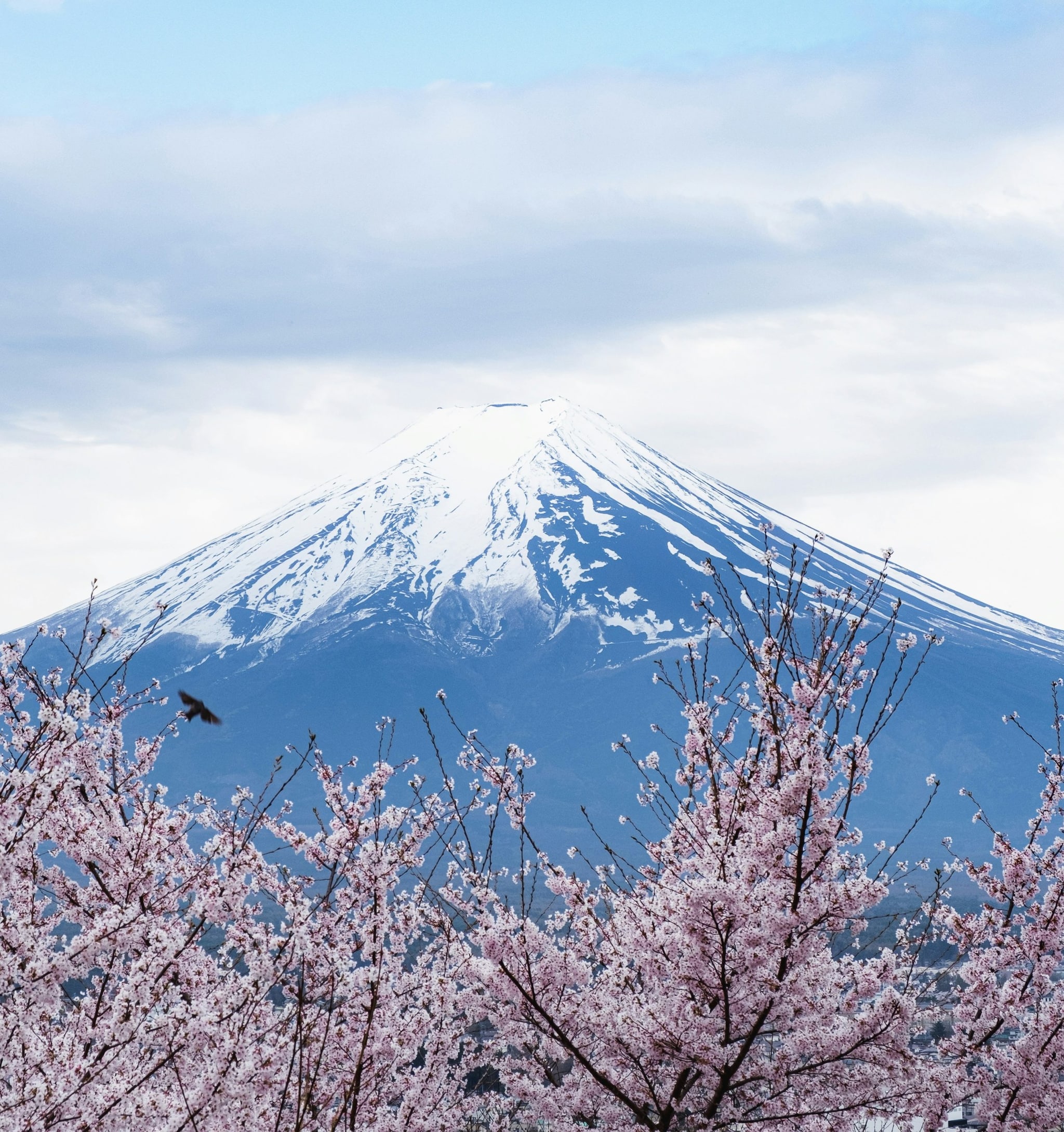 Japan’s Sakura Season In 10 Stunning Pictures