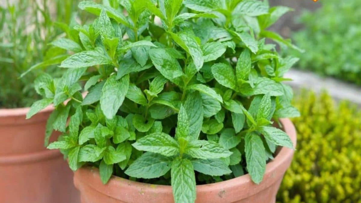 Mint Plant Turning Dry? Try These Simple Summer Hacks To Keep It Fresh ...