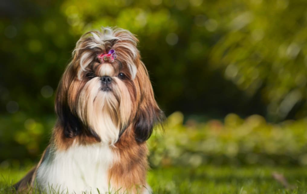 8 Gentle Dog Breeds That Get Along With Cats