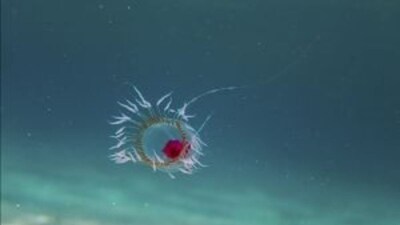 Immortal jellyfish Turritopsis dohrnii can reset aging and start again ...