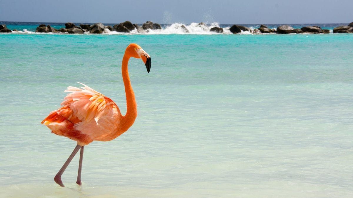 Why Flamingos Are Pink How Diet Turns Grey Chicks Bright Pink | Viral ...