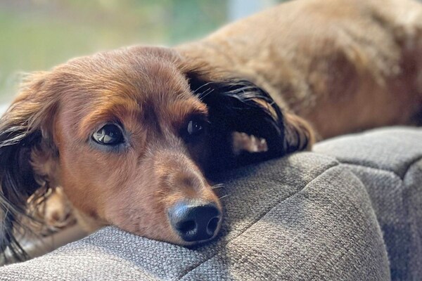 Dog News: Latest Dog News and Updates at News18