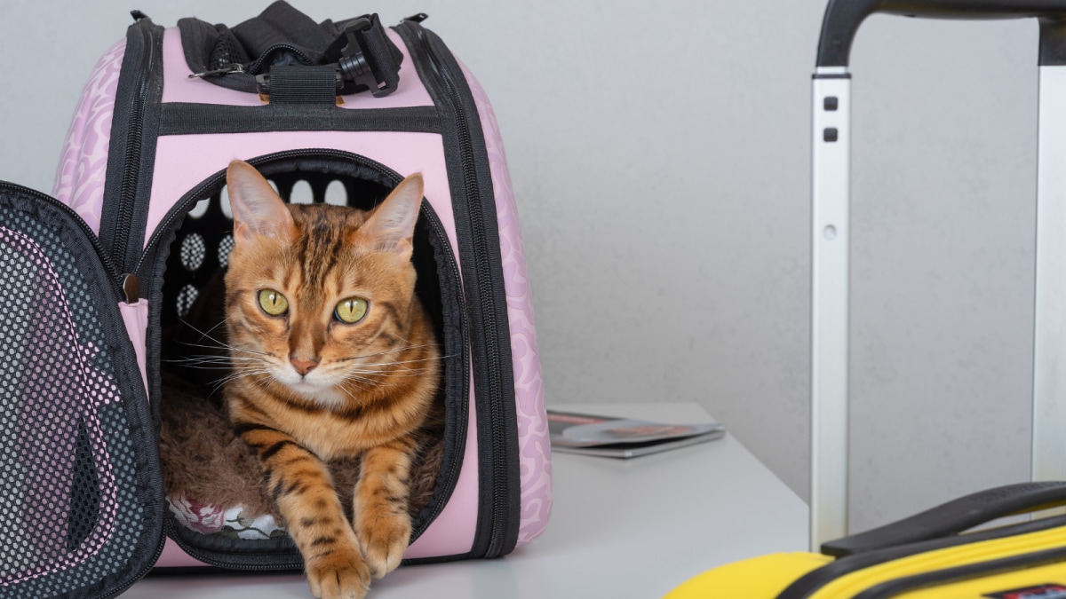 Beating The Heat: A Guide To Ensure Your Cats Are Hydrated In The ...