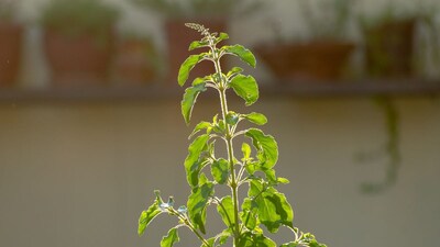 Should You Keep A Tulsi Plant On The Terrace? Here's What Vastu Says ...