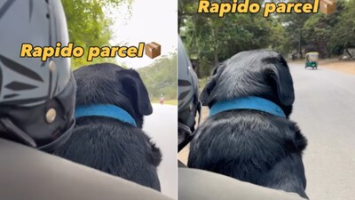 Rapido Rider’s Adorable Dog Delivery Goes Viral; Internet Says 'Kitna ...