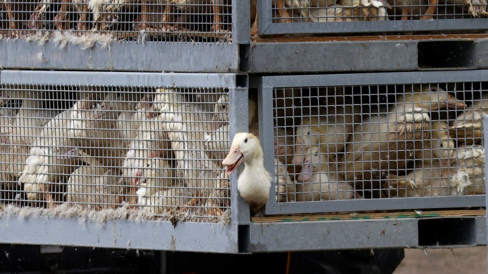 Bird Flu Strain Found Near Bengaluru: 5 Simple Steps To Protect Yourself