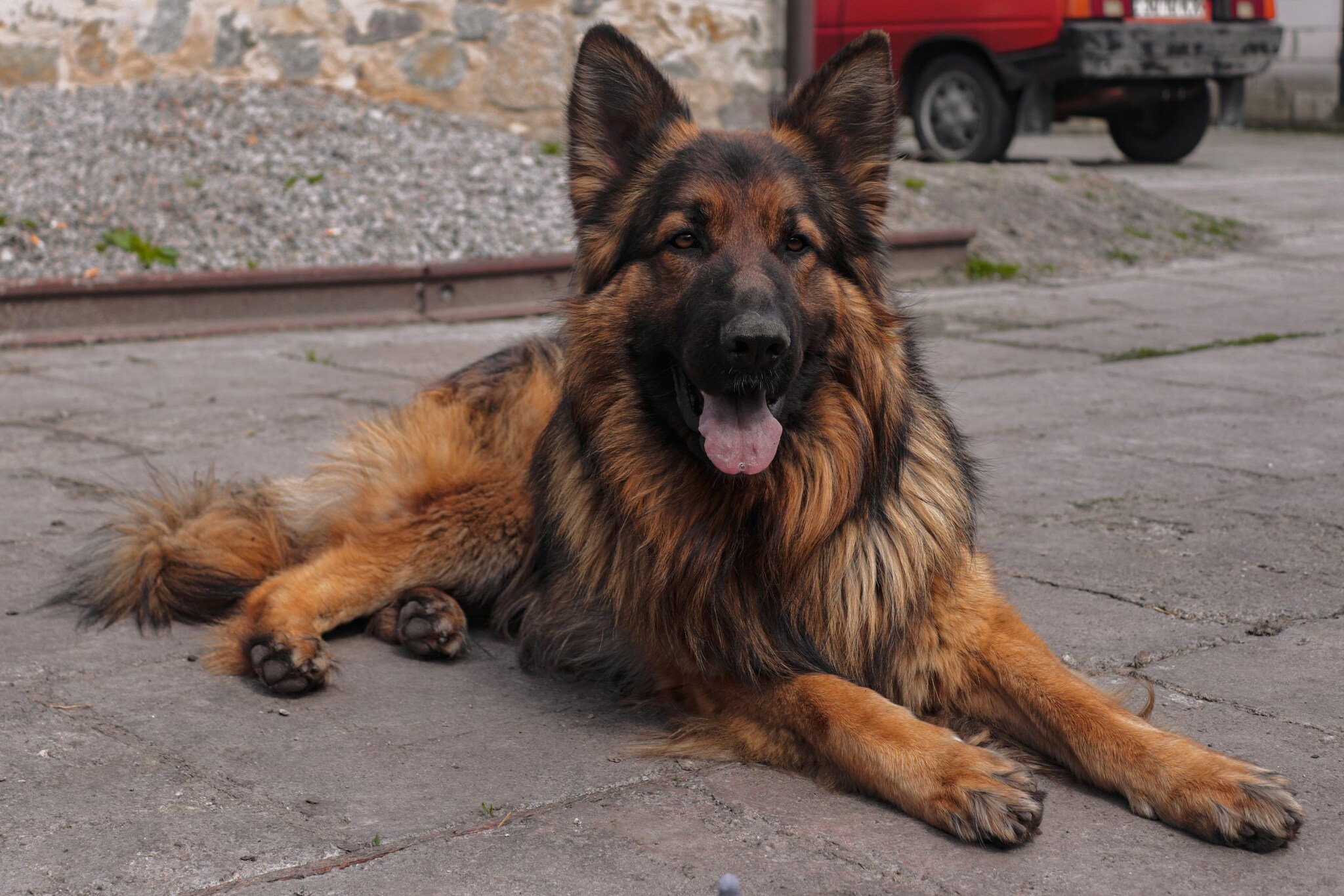 8 Pets That Inherited Fortunes Beyond Imagination