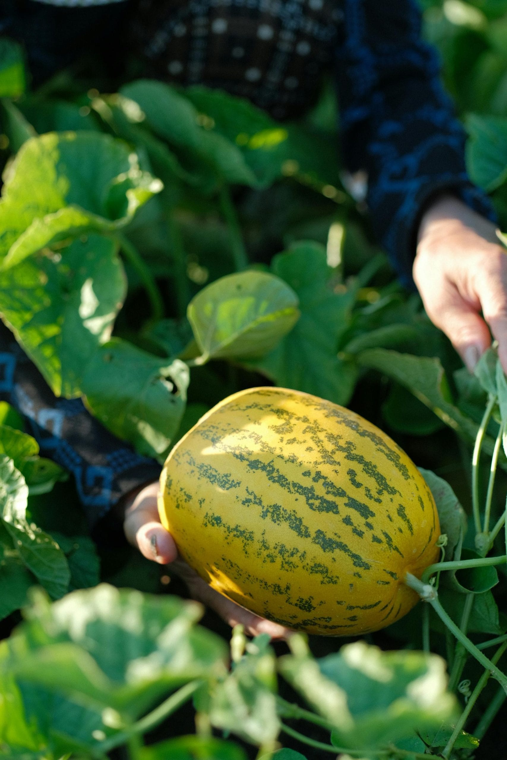 Simple Step-By-Step Guide To Growing Musk Melon In Your Home Garden