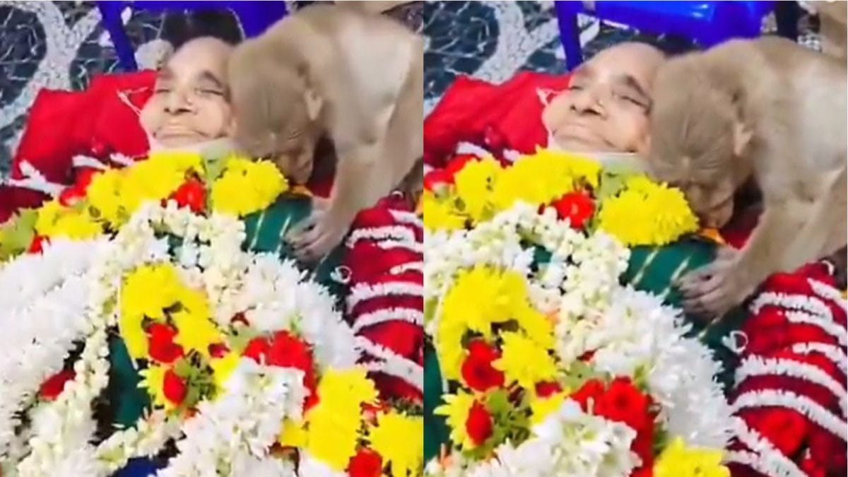Emotional Moment As Monkey Bids Final Goodbye To 85-Year-Old Woman Who ...