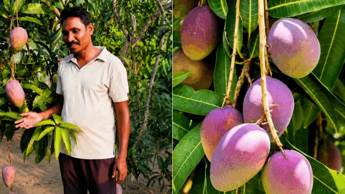'I Sleep Near The Tree': Odisha Farmer Guards World's Most Expensive ...