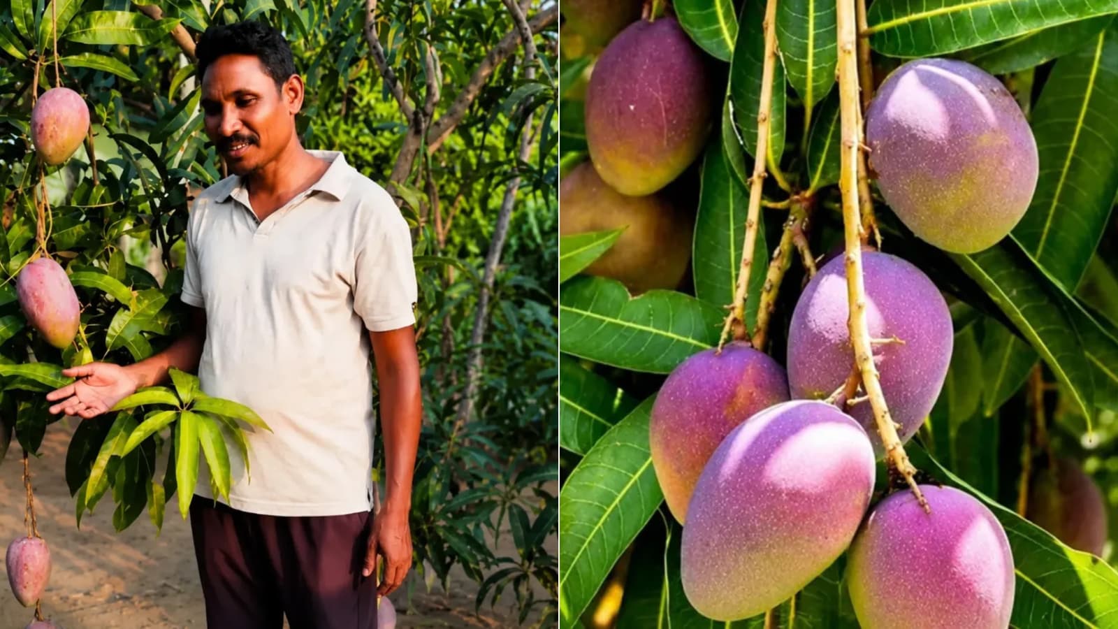 'I Sleep Near The Tree': Odisha Farmer Guards World's Most Expensive ...