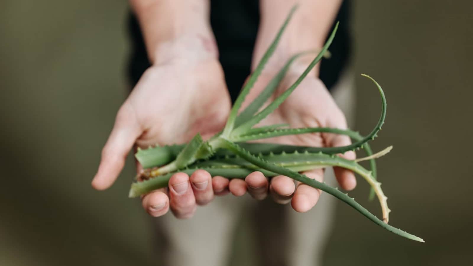GK: Which Ayurvedic Plant You Can Grow At Home Easily? Step-by-Step Guide