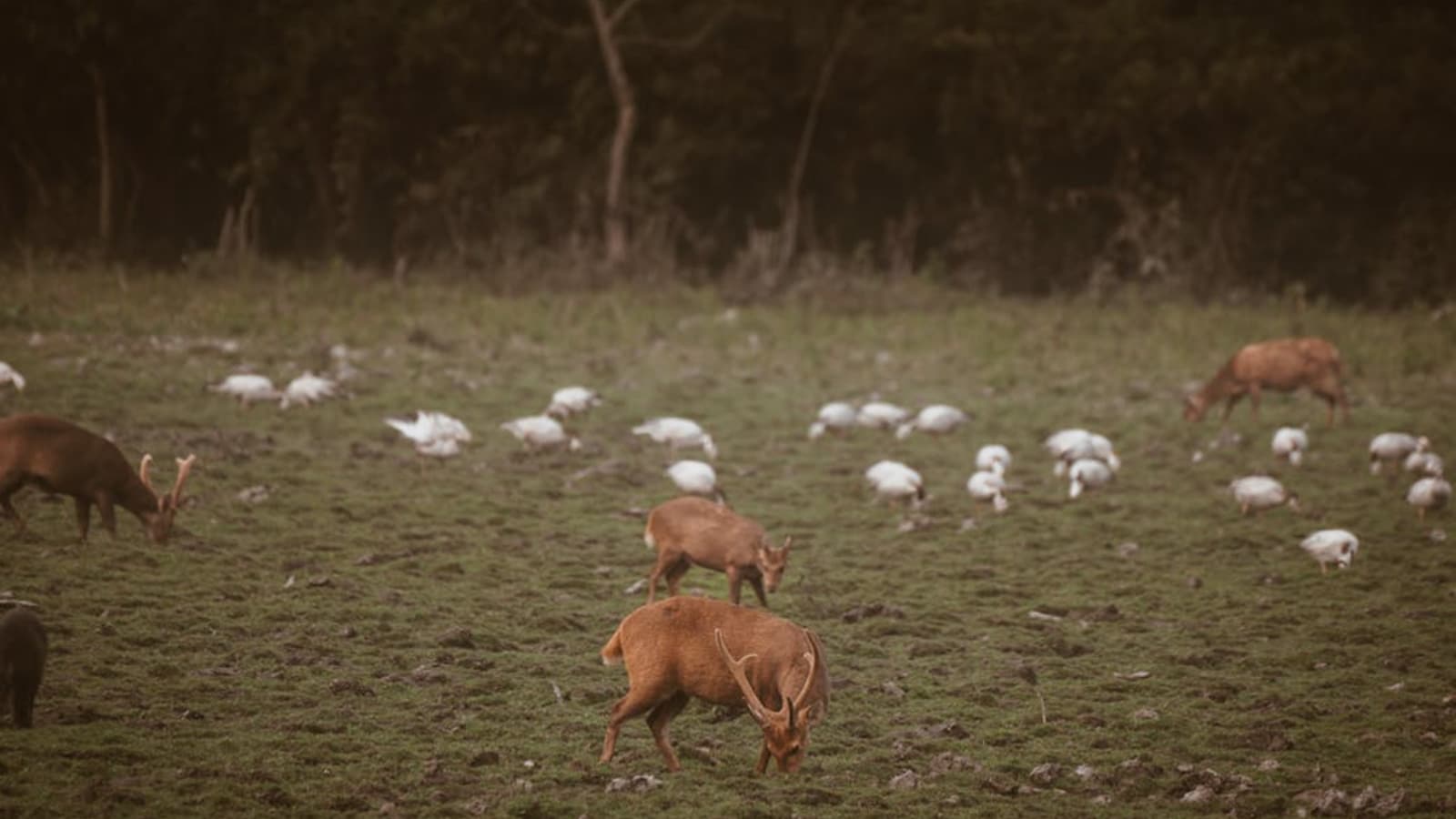 6 Indian Wildlife Safaris That Are Better In The Monsoon- And The ...