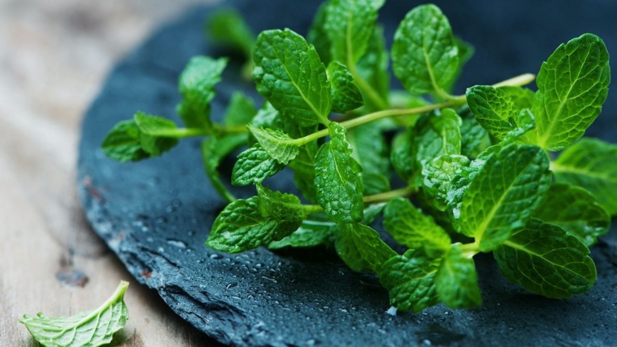 Mint Going Black Or Rotten In Summer? This Smart Trick Keeps It Fresh ...