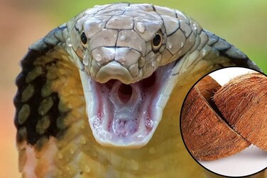 Snake Bite News: Latest Snake Bite News and Updates at News18