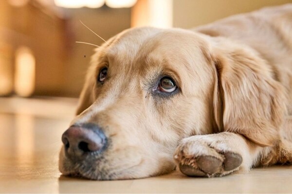 Dog News: Latest Dog News and Updates at News18