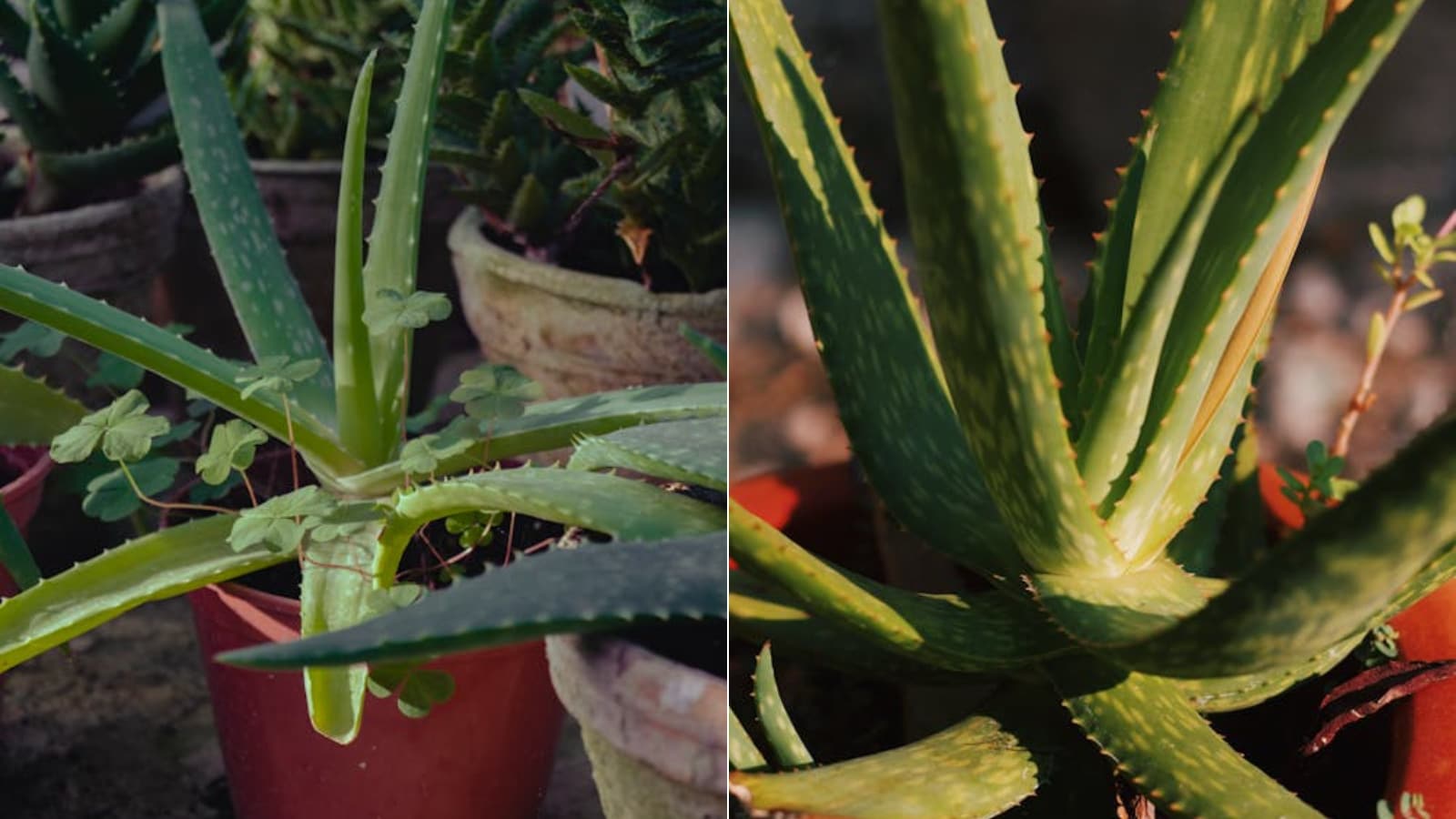 GK: Which Ayurvedic Plant You Can Grow At Home Easily? Step-by-Step Guide