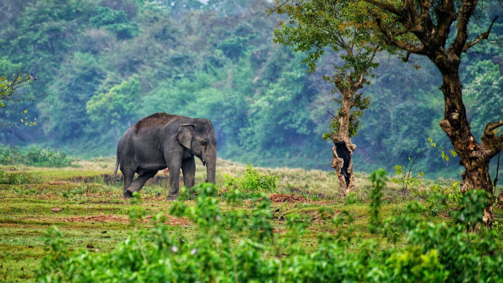 6 Indian Wildlife Safaris That Are Better In The Monsoon- And The ...
