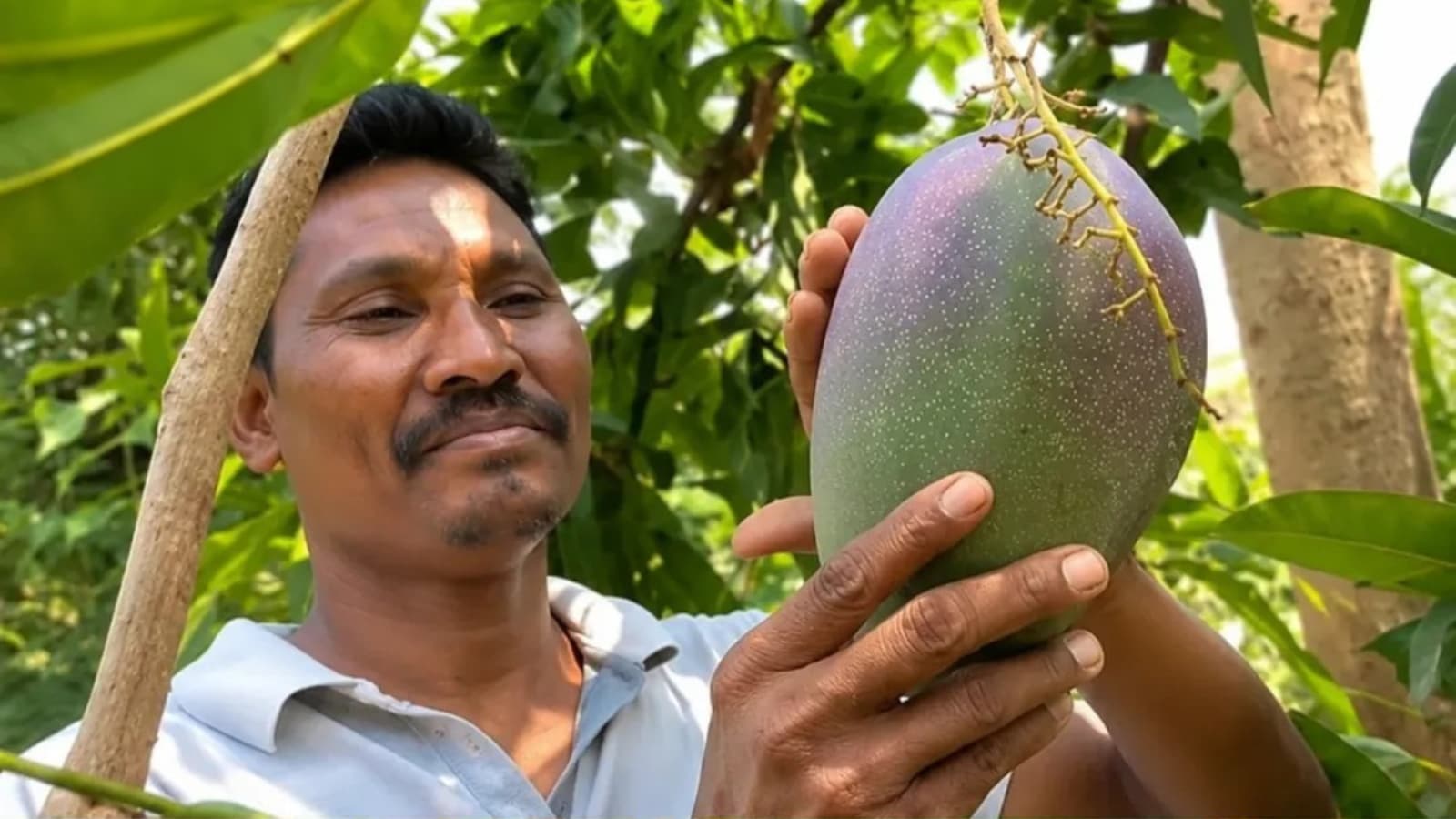 'I Sleep Near The Tree': Odisha Farmer Guards World's Most Expensive ...