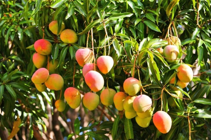 Which Indian City Is Known As The Mango Capital Of The World?