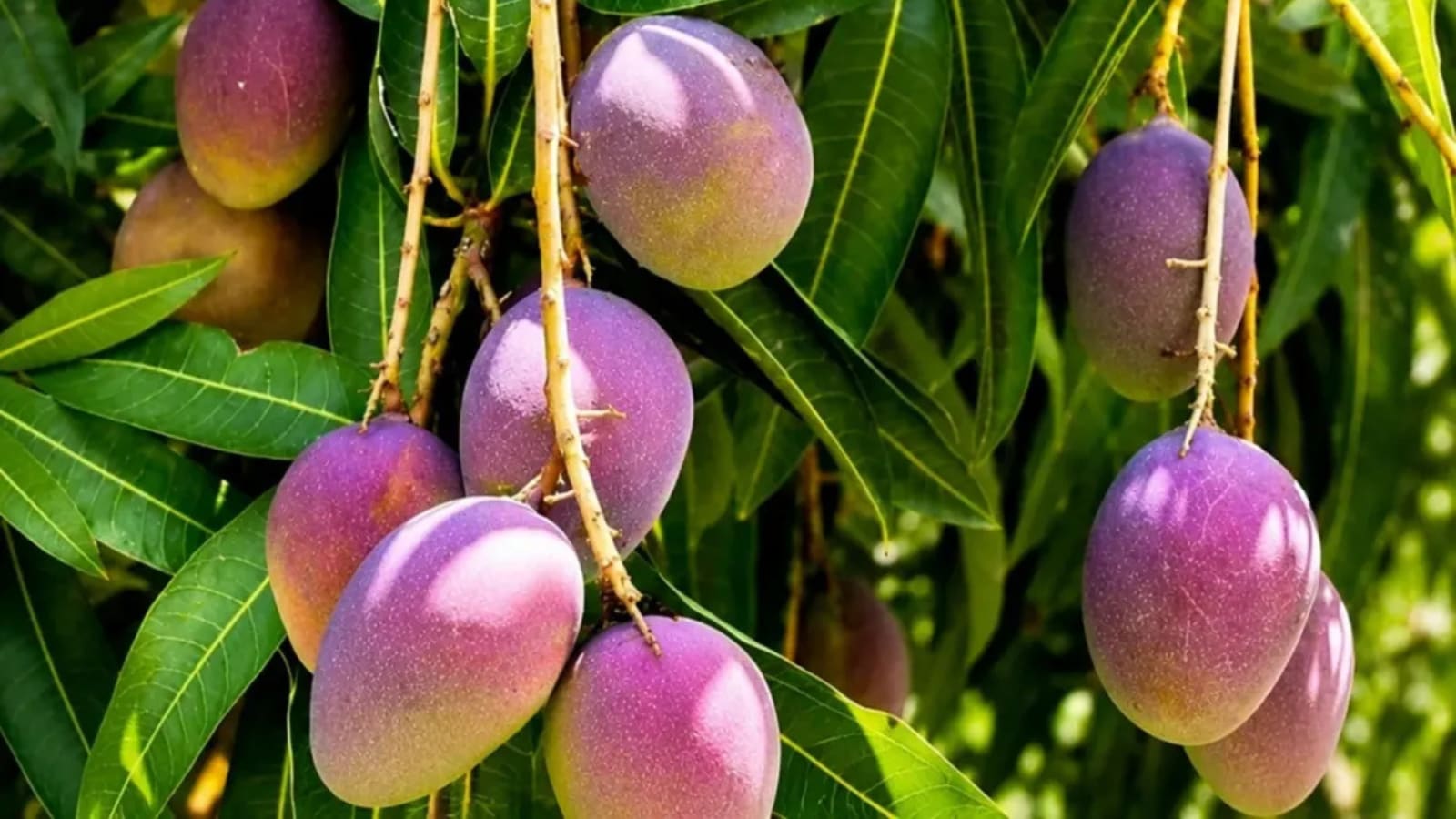 'I Sleep Near The Tree': Odisha Farmer Guards World's Most Expensive ...