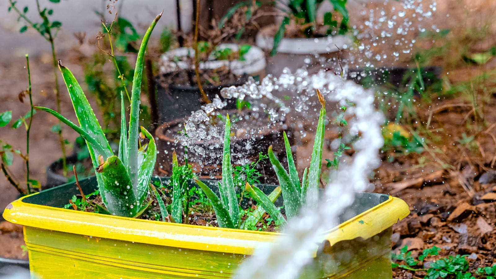 GK: Which Ayurvedic Plant You Can Grow At Home Easily? Step-by-Step Guide