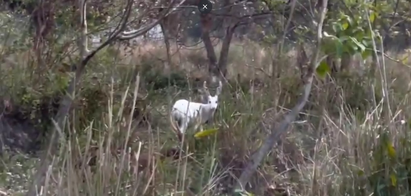 Albino Hog Deer Spotted In Kaziranga National Park: All You Need To ...