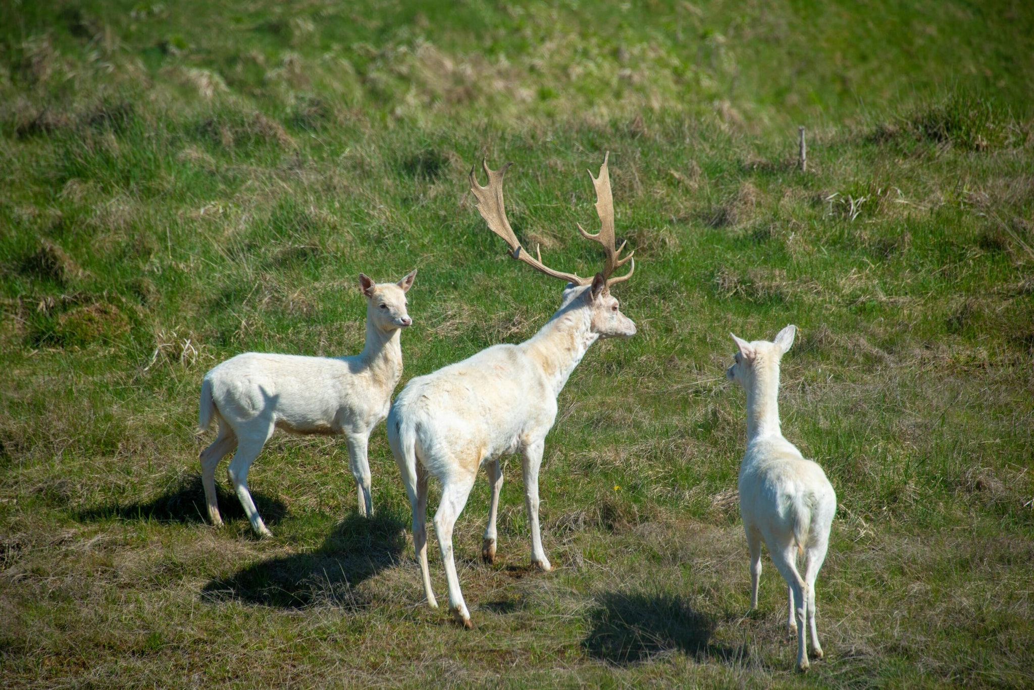 Albino Hog Deer Spotted In Kaziranga National Park: All You Need To ...