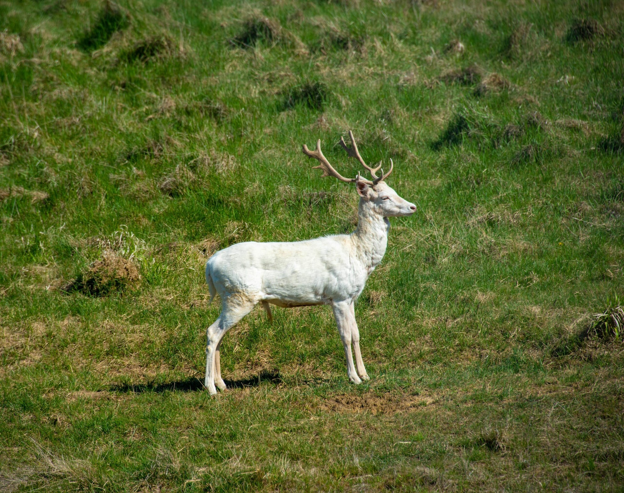 Albino Hog Deer Spotted In Kaziranga National Park: All You Need To ...