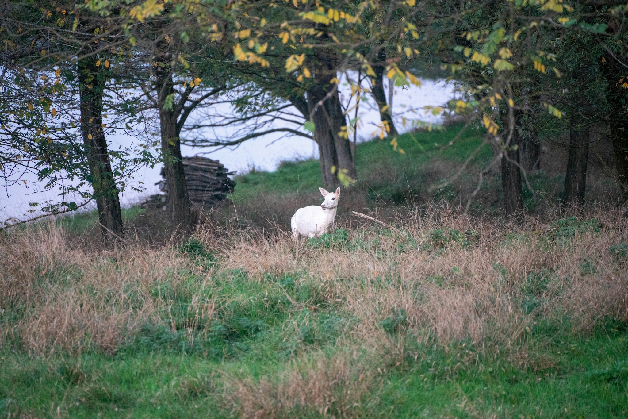 Albino Hog Deer Spotted In Kaziranga National Park: All You Need To ...